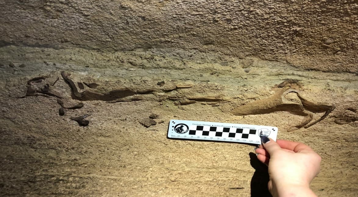 У найдовшій печері світу знайли новий вид вимерлої акули Macadens ...