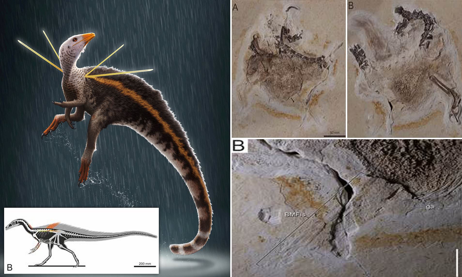Ученые обнаружили новый вид динозавров Ubirajara jubatus | Комментарии ...